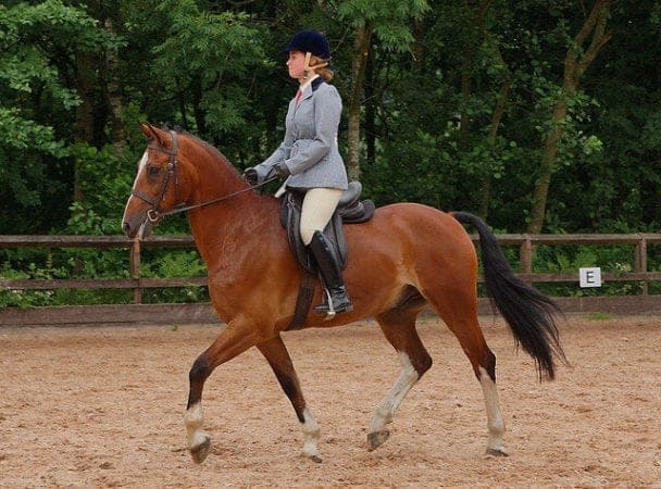 5 Ways To Build Your Horse’s Confidence At Shows