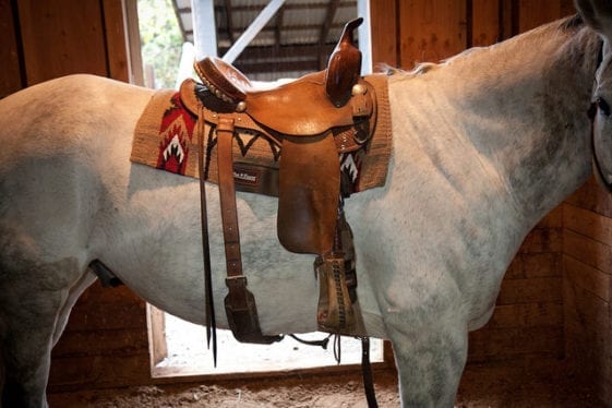 6 Effects A Poorly Fitting Saddle Can Have On Your Horse