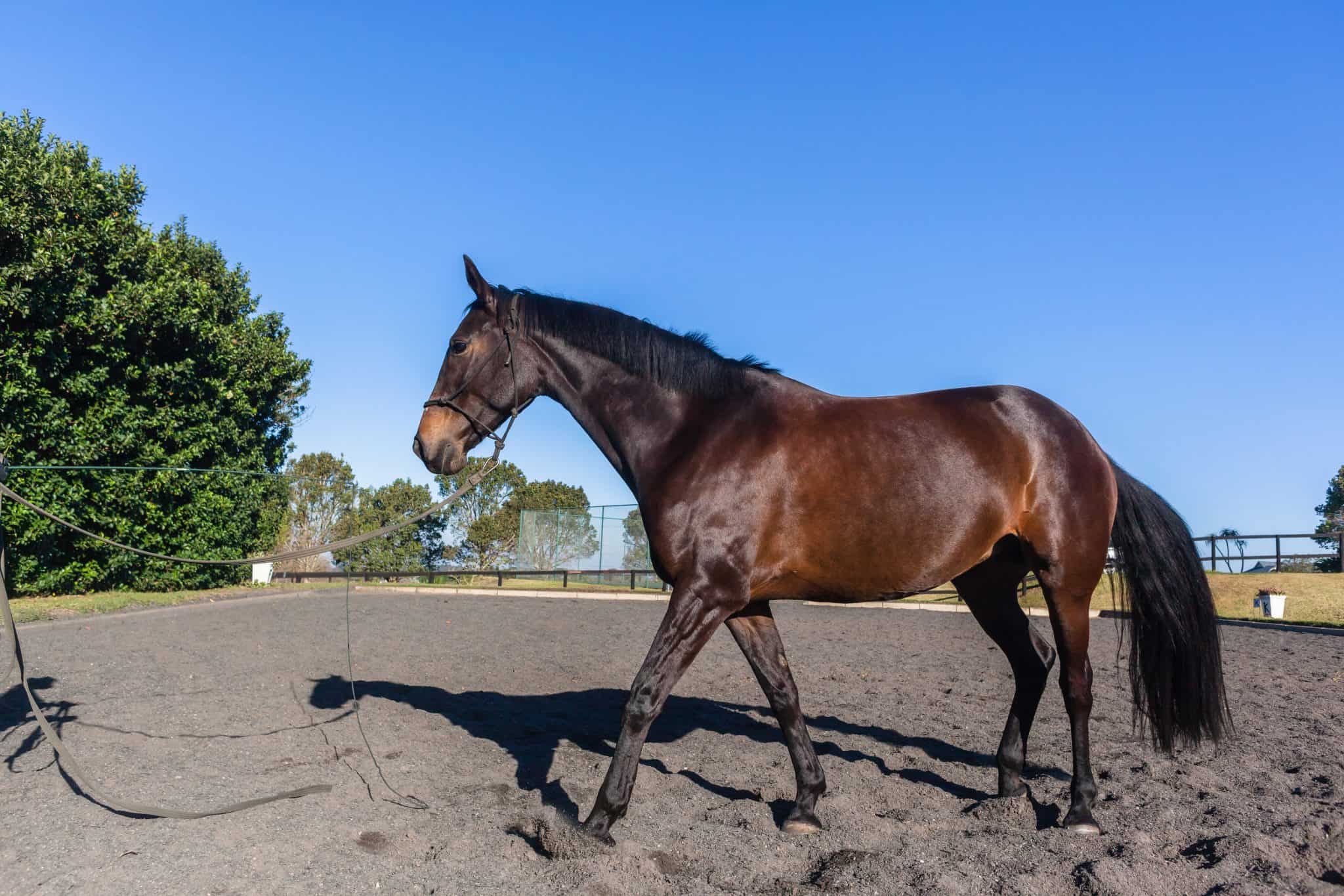 5 Great Groundwork Exercises To Do with Your Horse
