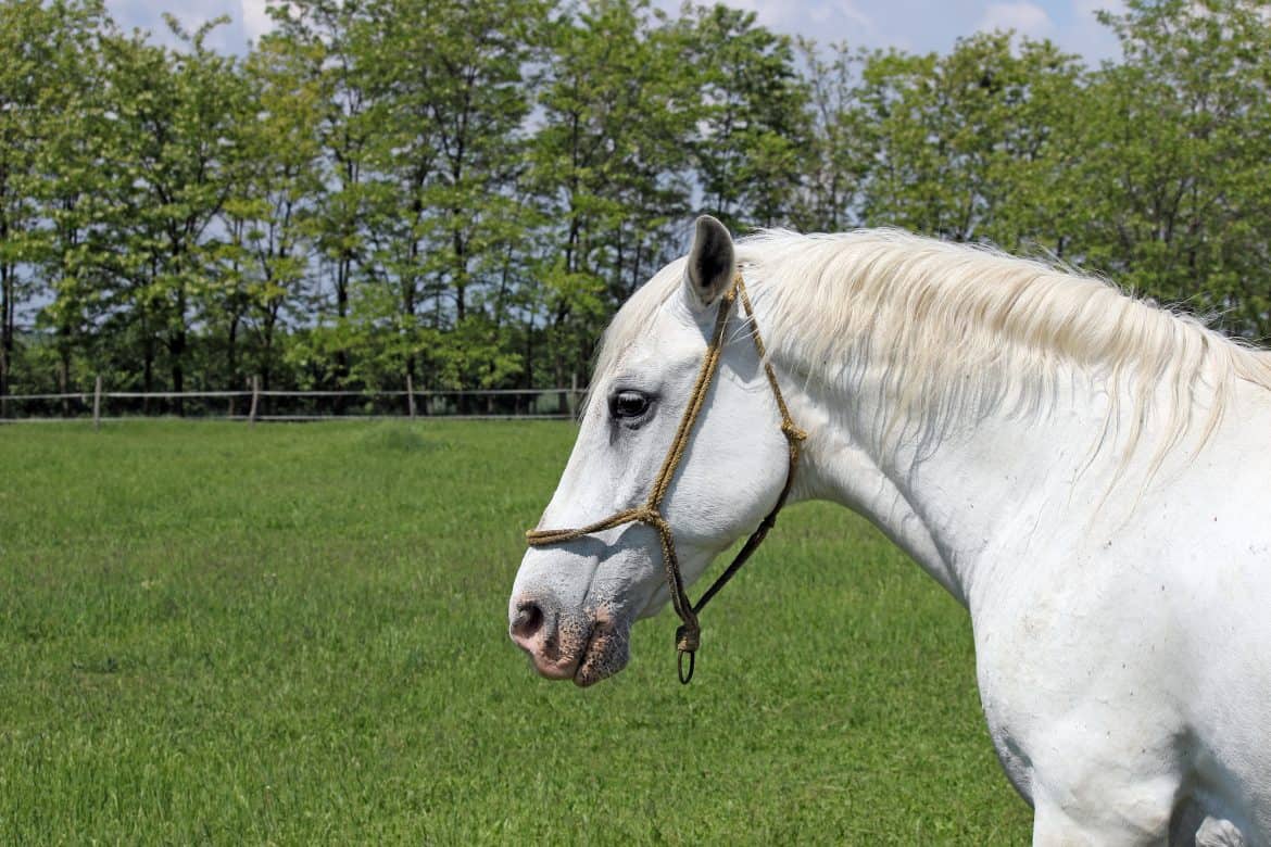 7 Interesting Facts About Lipizzaner Horses