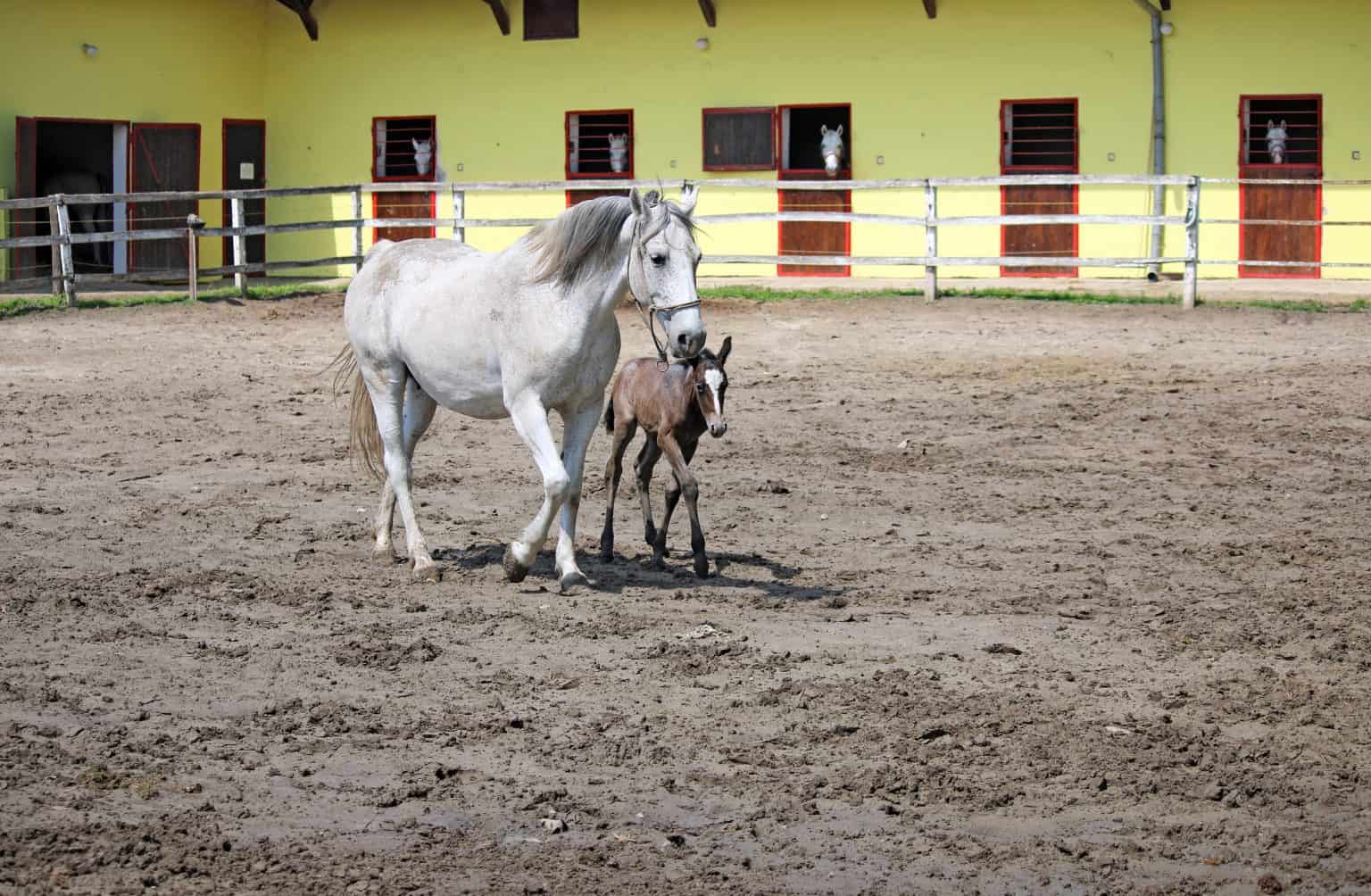 7 Interesting Facts About Lipizzaner Horses