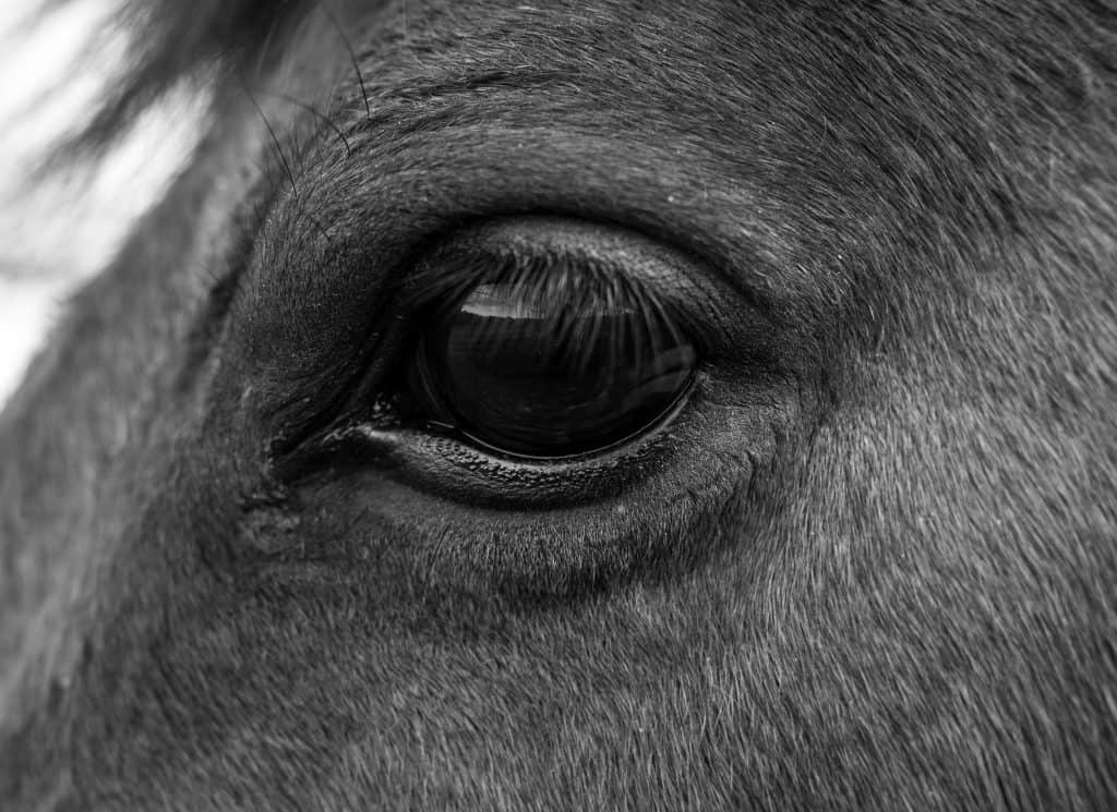 Horse Vision: A Breakdown Of How Horses See The World