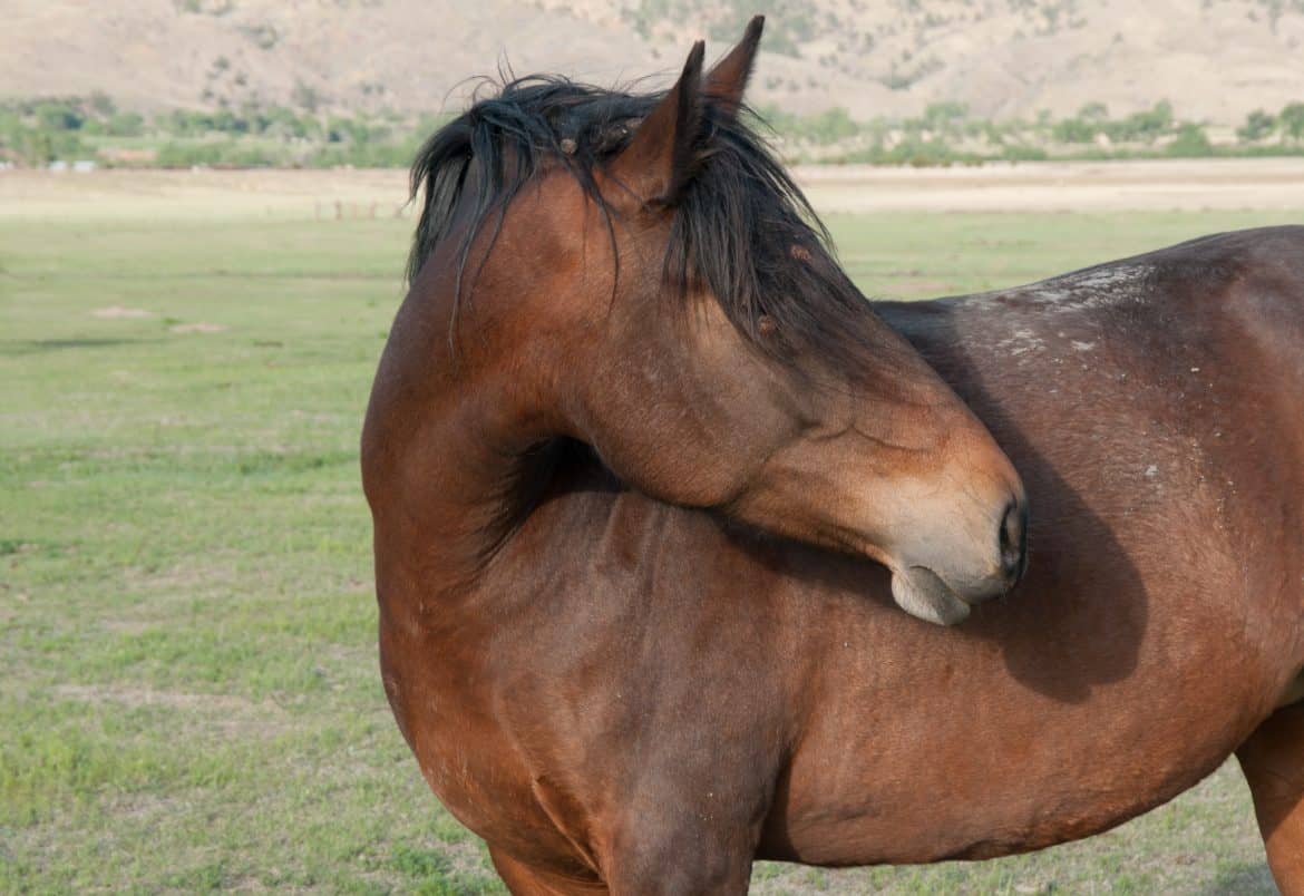 10 Things You Might Not Know About The Kiger Mustang