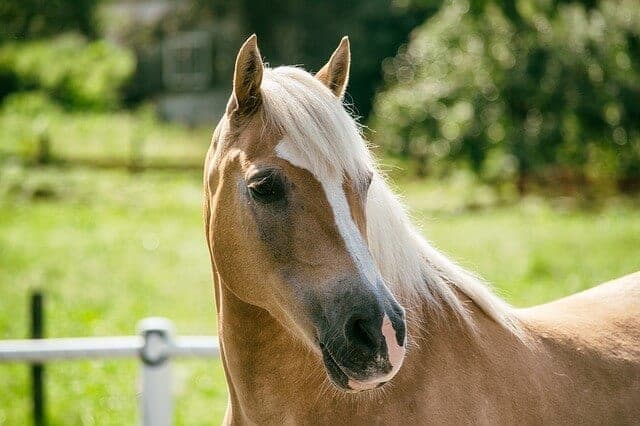 7 Things You Didn’t Know About The Haflinger