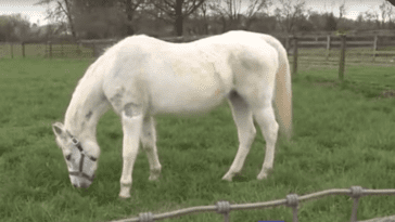 Paralyzed Rider Wins Barrel Racing Championship