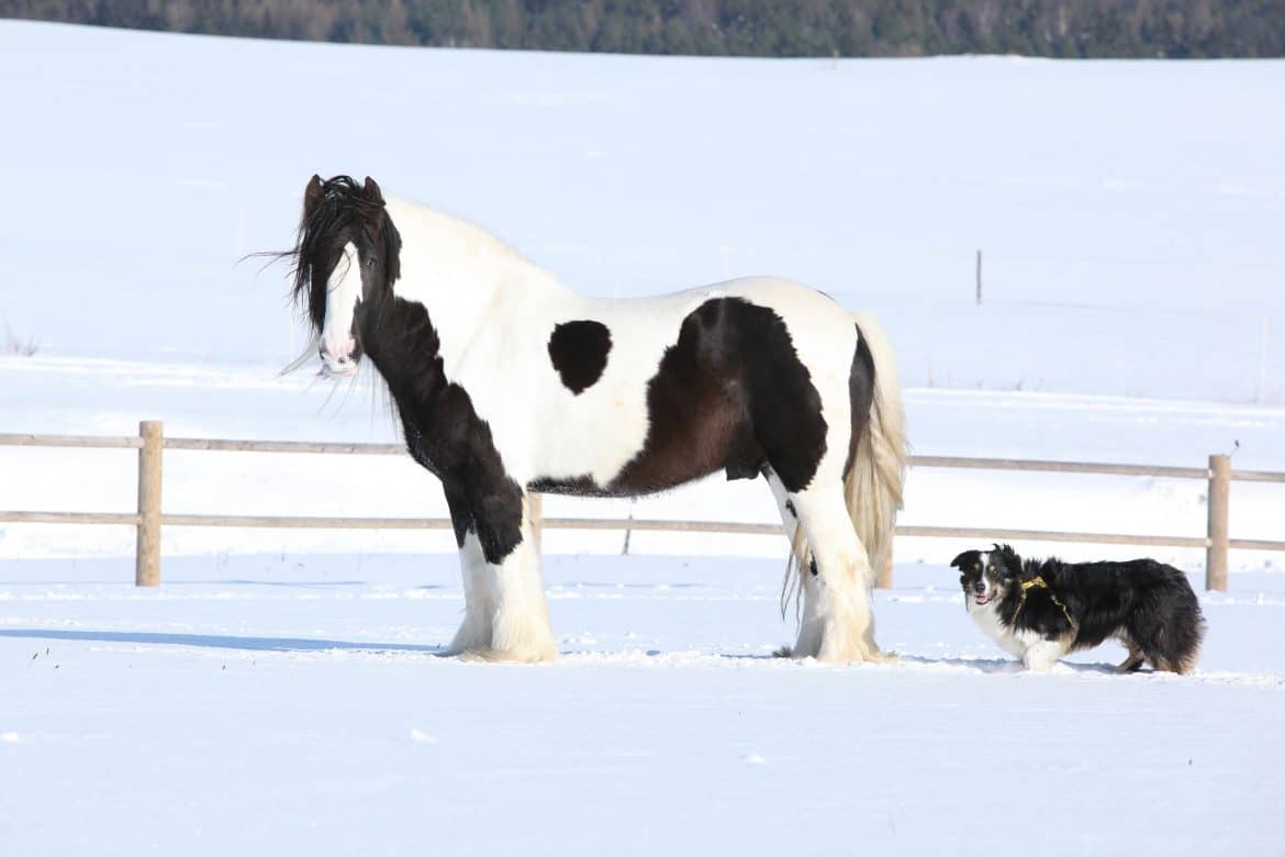 Equine 411: All About Irish Cob Horses