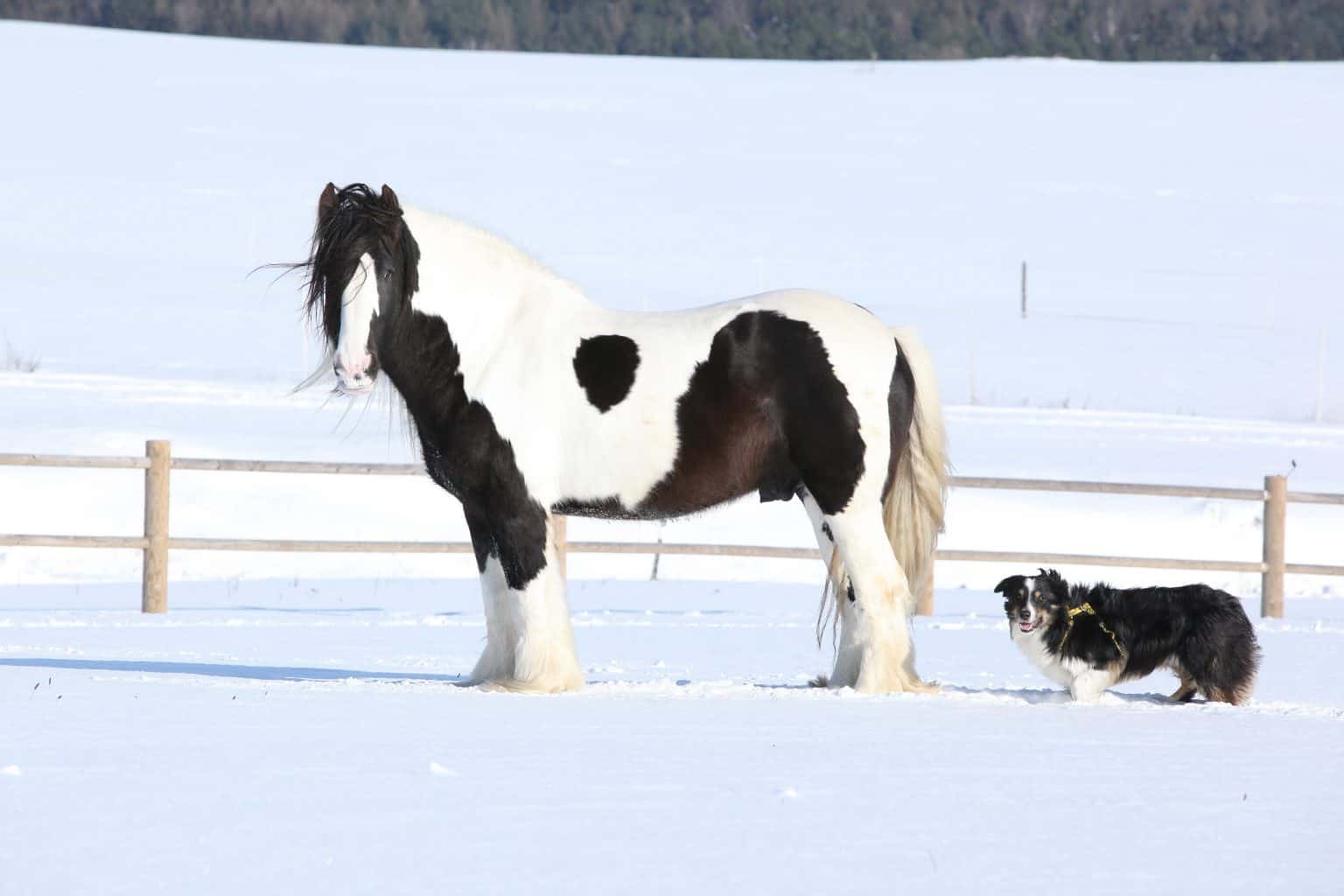 Equine 411: All About Irish Cob Horses