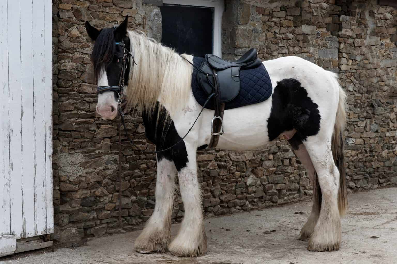 Equine 411: All About Irish Cob Horses