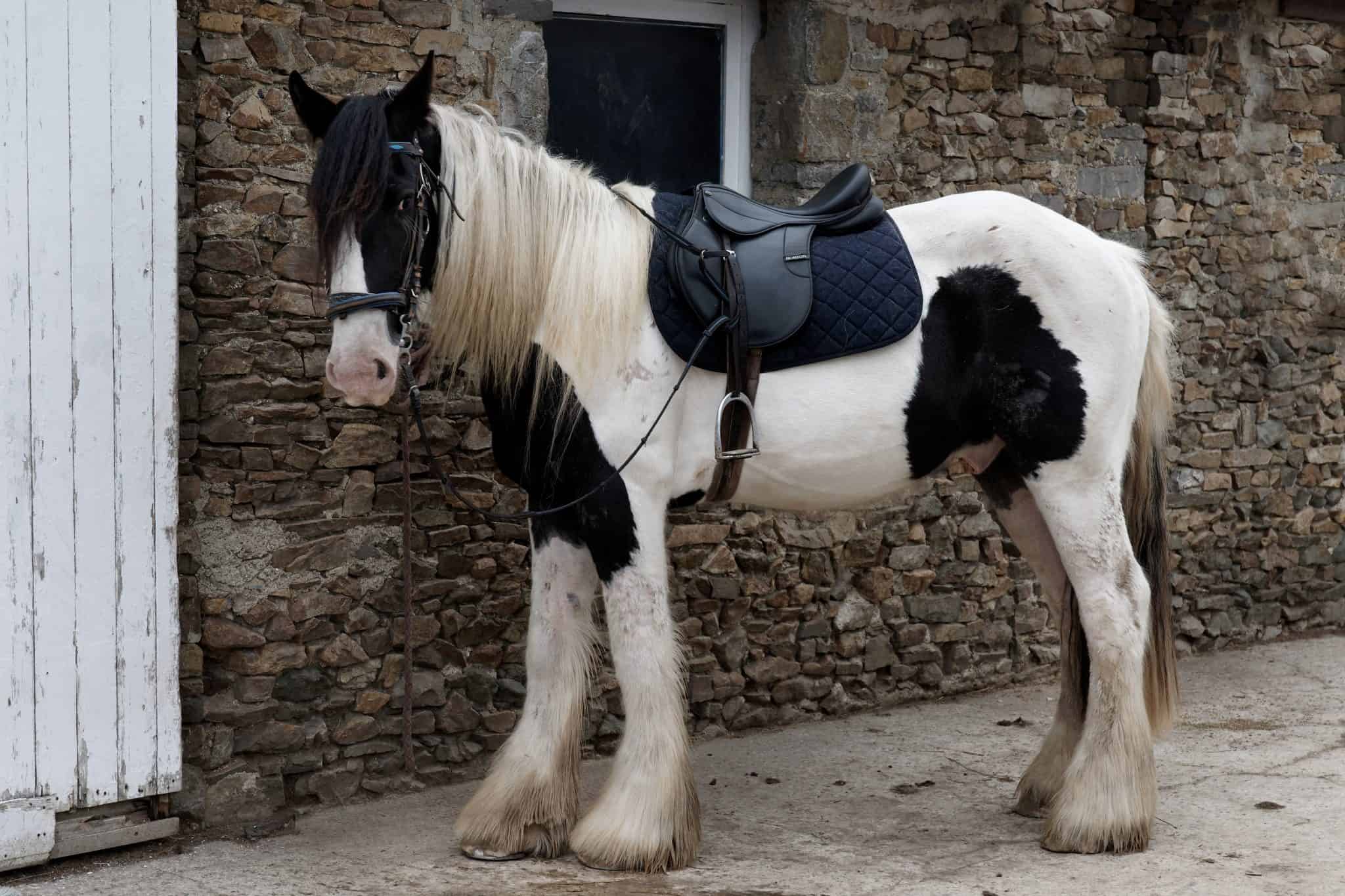 Equine 411: All About Irish Cob Horses