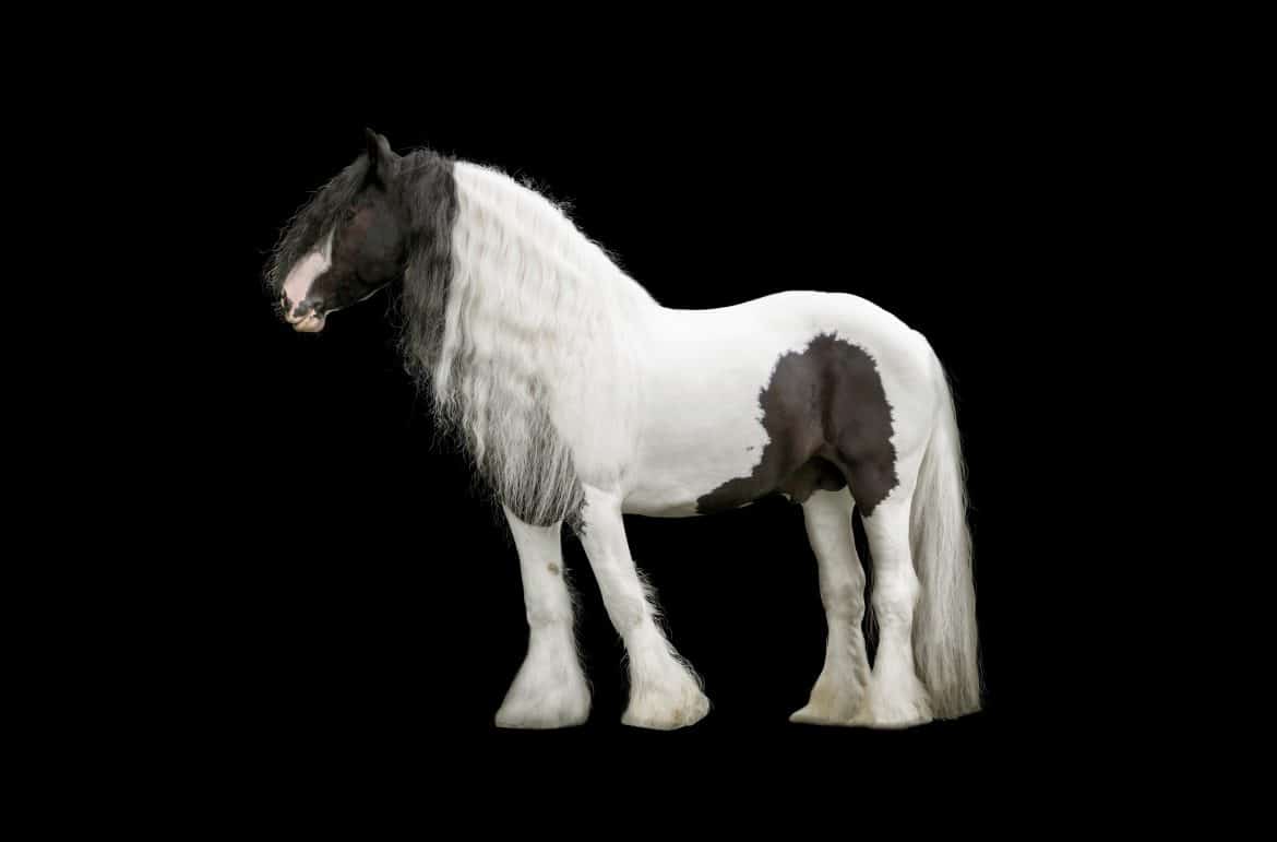 Equine 411: All About Irish Cob Horses