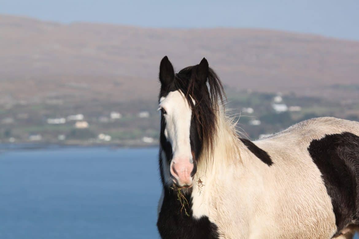 Equine 411: All About Irish Cob Horses