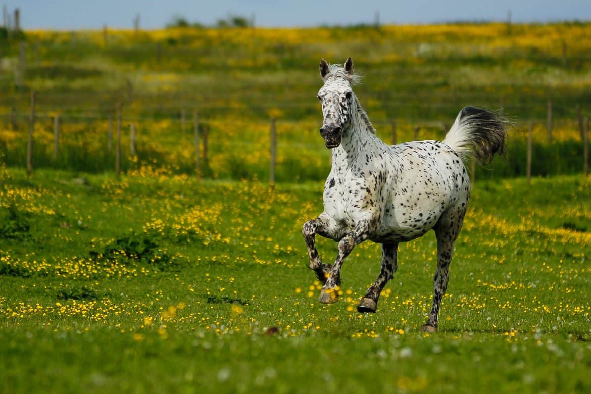 5 Facts About The Knabstrupper Horse