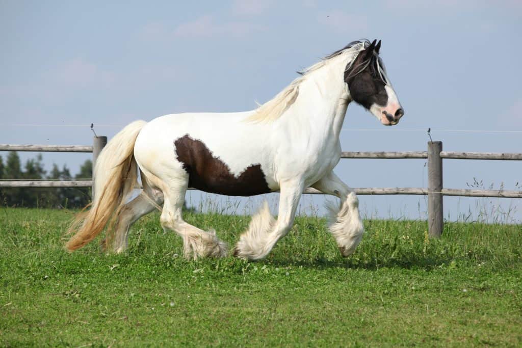 Equine 411: All About Irish Cob Horses