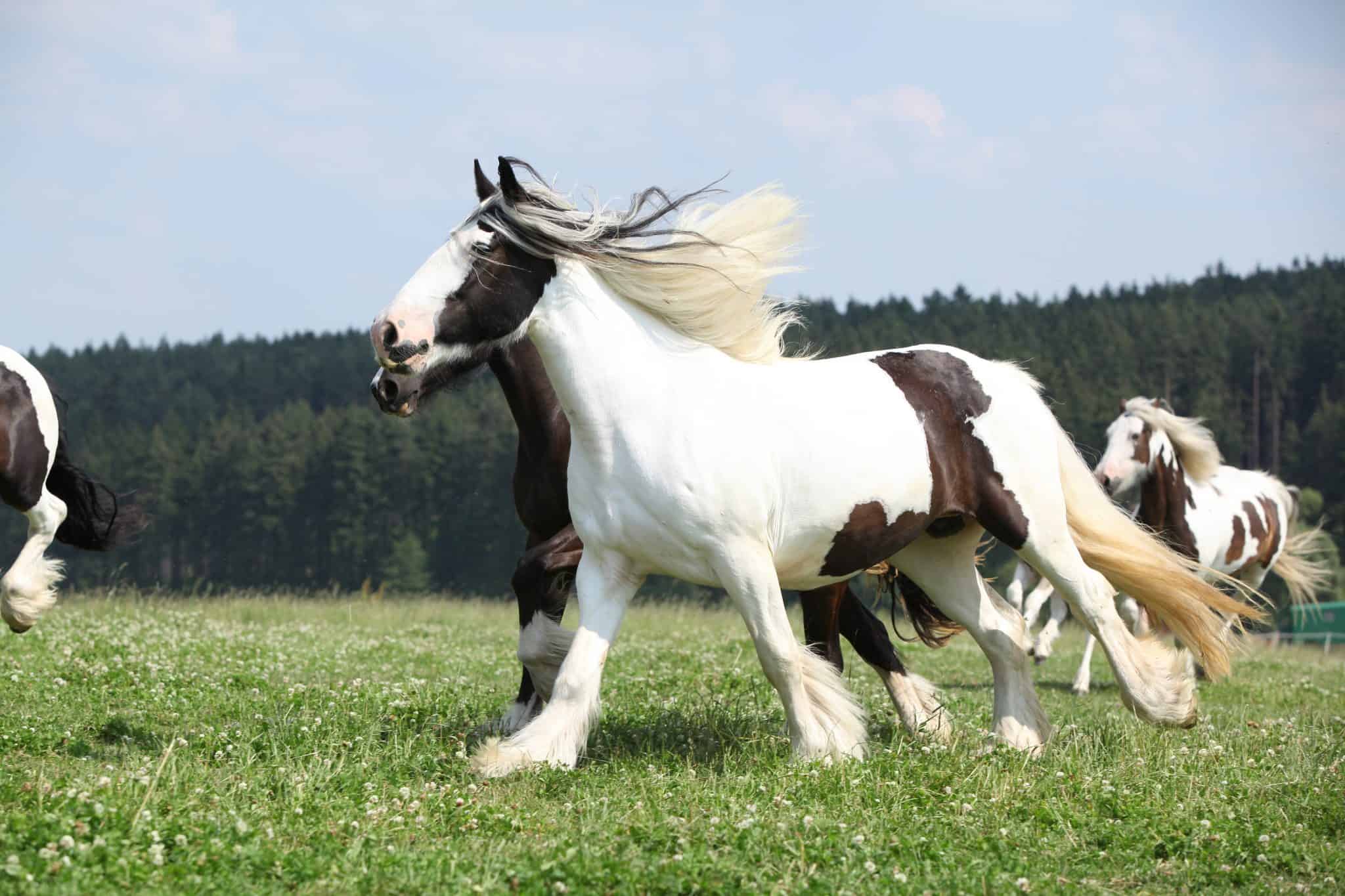 Equine 411: All About Irish Cob Horses