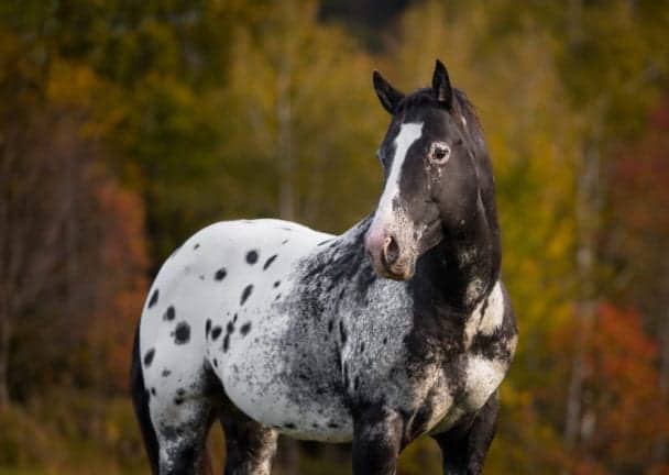 A Guide To Understanding Appaloosa Horse Coat Genetics