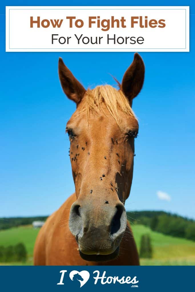 Fly Control For Horses: 6 Helpful Tips