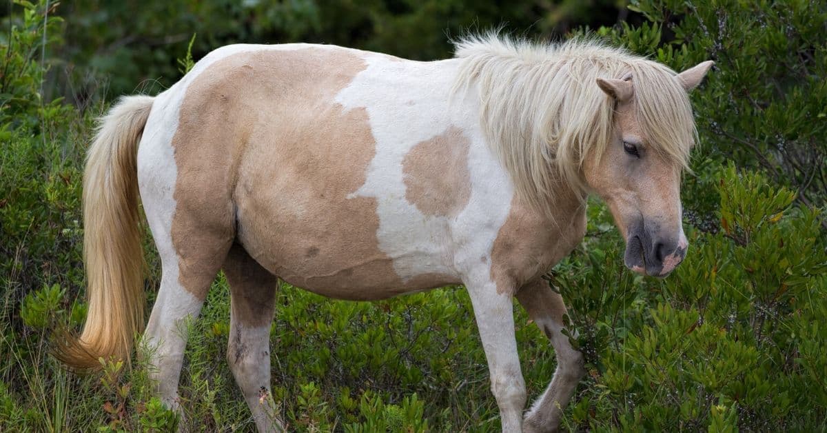 8 Things You Didn’t Know About The Chincoteague Pony