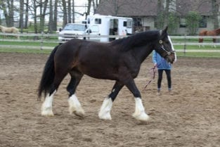 5 Modern Uses For Draft Horses