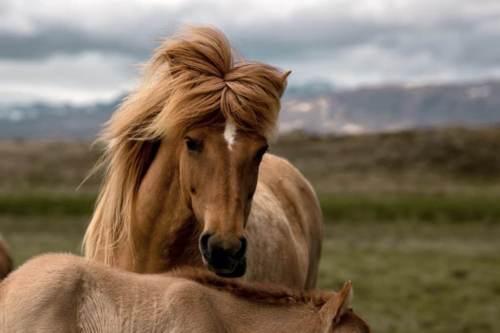 28 Horse Manes We Just Can't Get Enough Of