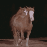 5 Ways To Mentally Stimulate Your Horse