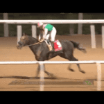 11 Different Riding Styles For Your Horse