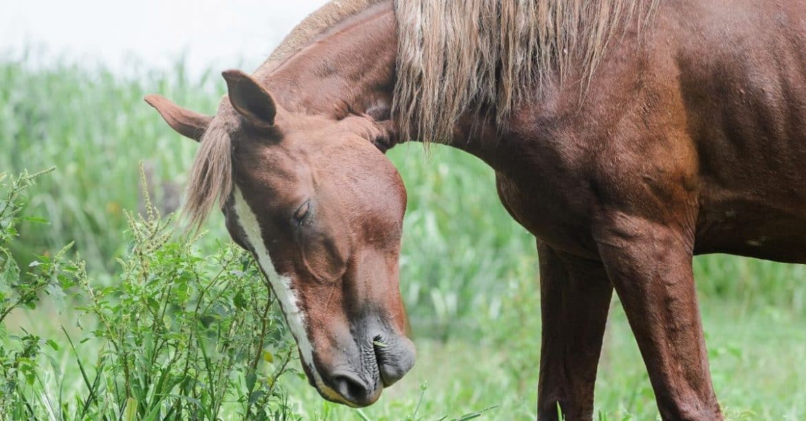 Warning Signs Your Horse Might Be In Pain