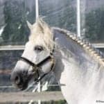 9 Things You Didn’t Know About The Akhal-Teke