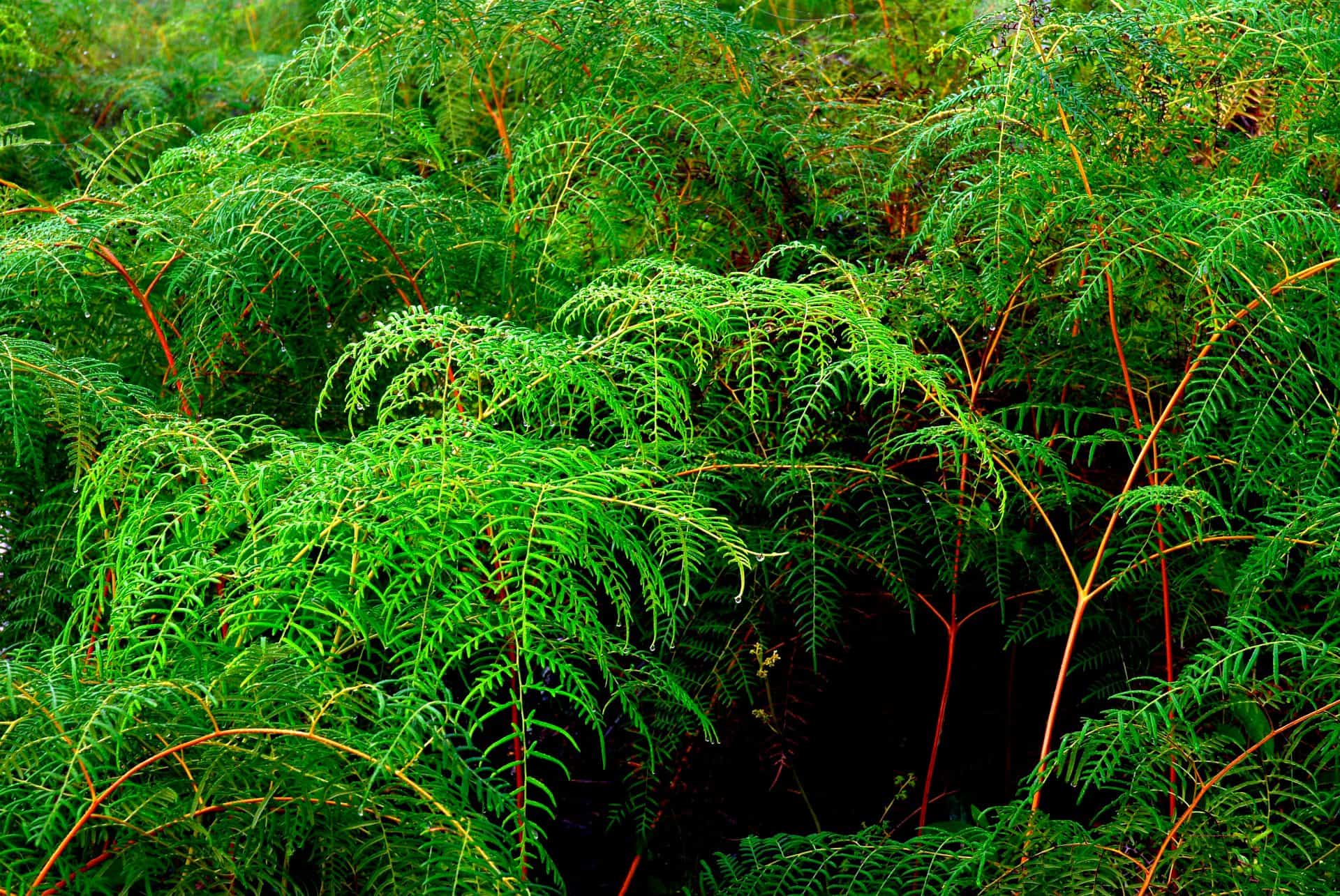The 10 Most Toxic Plants To Horses In North America