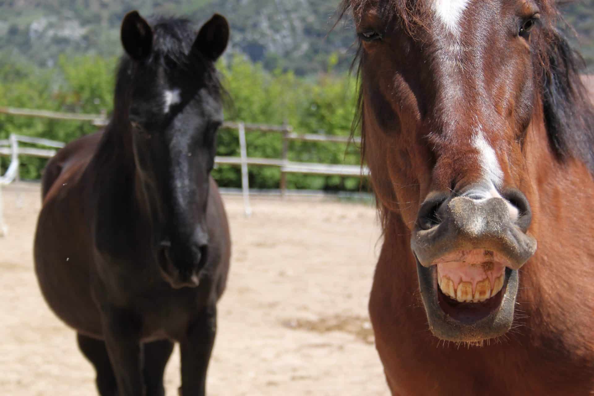 7 Important Things You Should Know About Horse Teeth