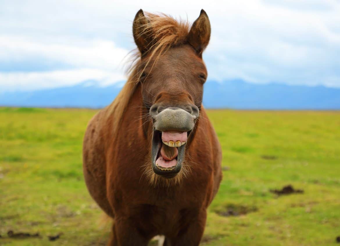 7 Important Things You Should Know About Horse Teeth