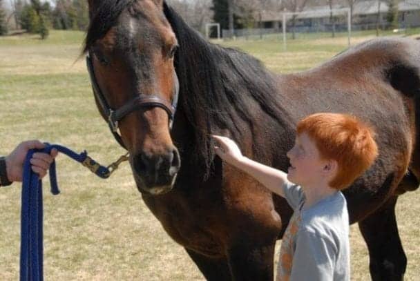 5 Important Tips For Child Safety Around Horses
