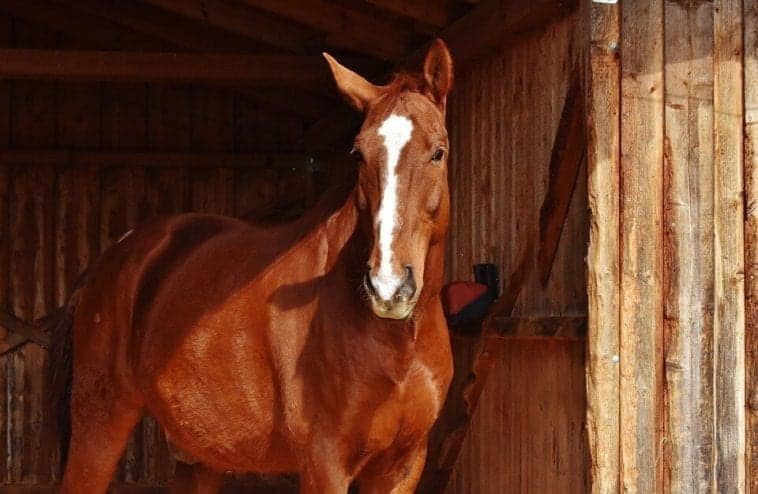 4 Common Horse Skin Conditions & What To Do About Them