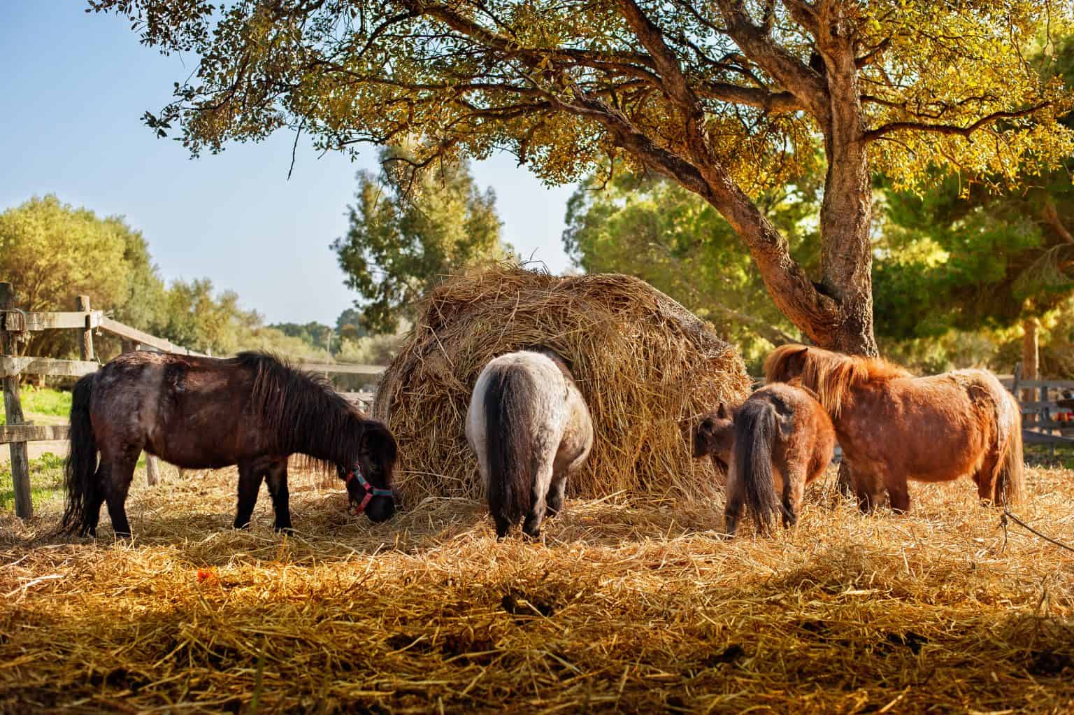 16 Facts About Horse Digestion Every Owner Should Know