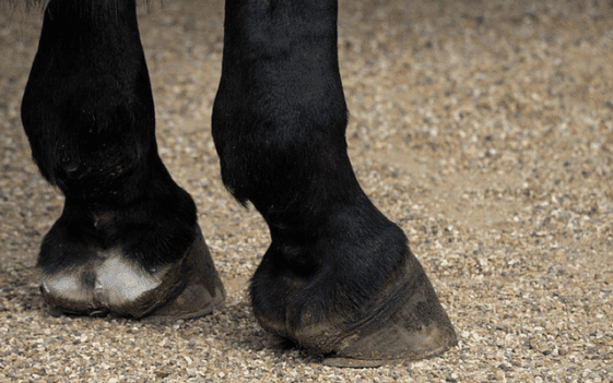 Count Your Horse's Toes, Scientists Say Hooves Aren't Exactly As They ...