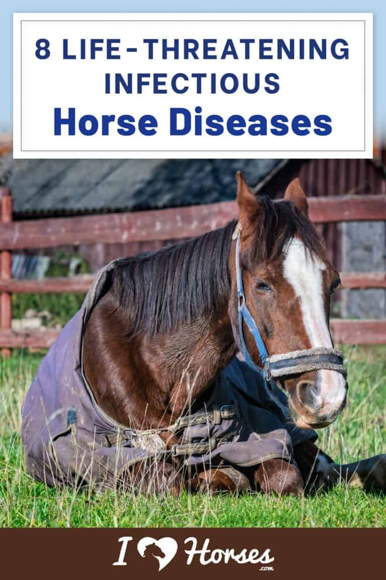 8 Life-Threatening Infectious Horse Diseases