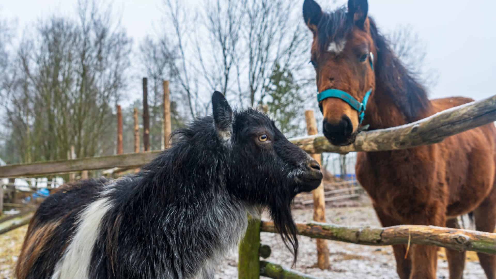 4 Reasons Every Horse Farm Needs A Goat