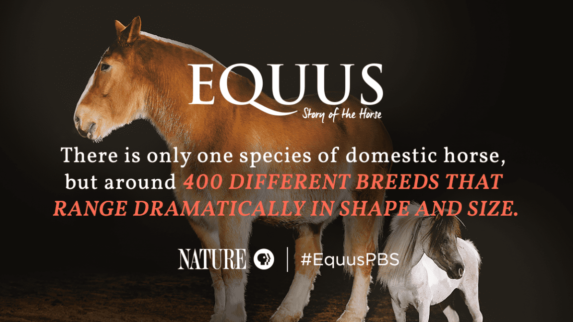 Documentary Uncovers The History Of Mankind’s Relationship With The Horse