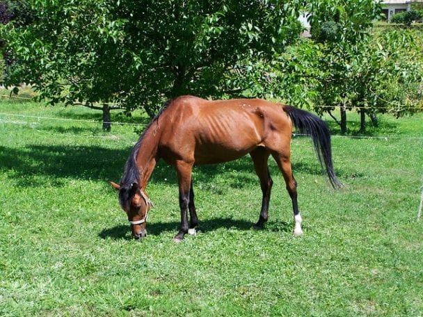 How To Tell If Your Horse Is Underweight And How Weight Gain Horse Feed ...