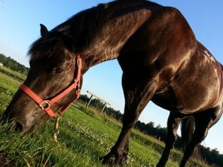How To Tell If Your Horse Is Underweight And How Weight Gain Horse Feed ...