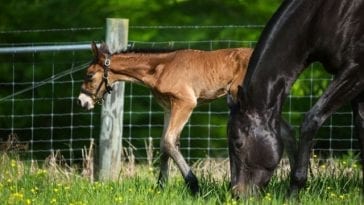 15 Amazing Images Of Draft Horses That You'll Love