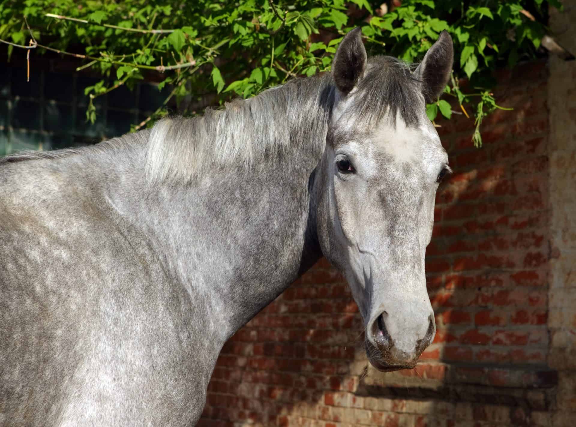 All About The Majestic Lusitano Horse