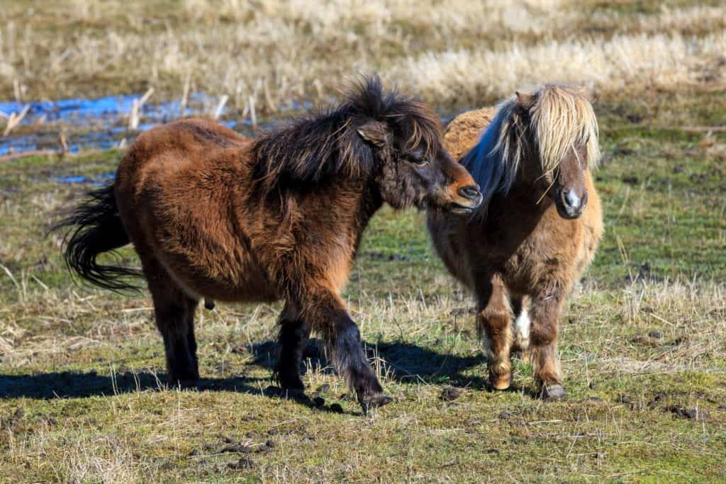The 5 Smallest Horse Breeds