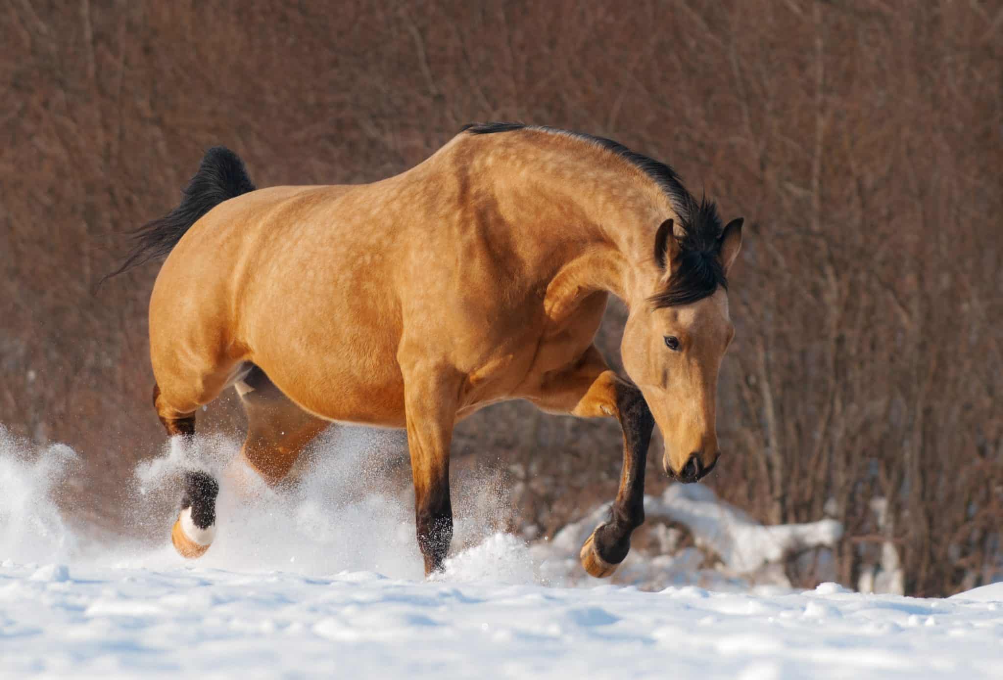 How To Adopt A Wild Mustang From The BLM