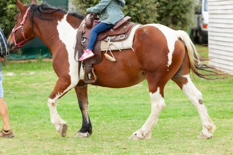 A Guide To Common Horse Markings