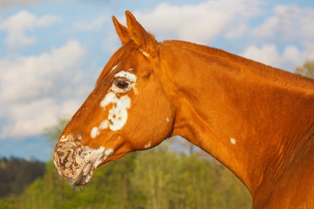A Guide To Common Horse Markings