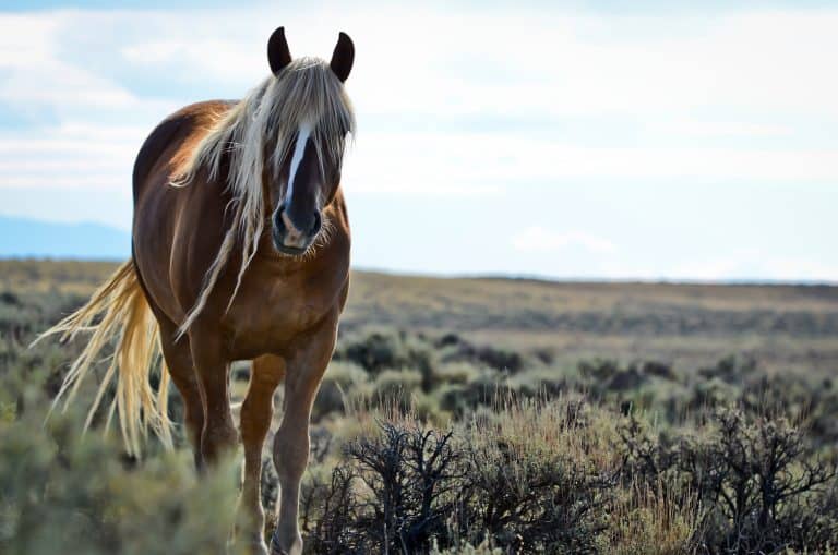 How To Adopt A Wild Mustang From The BLM