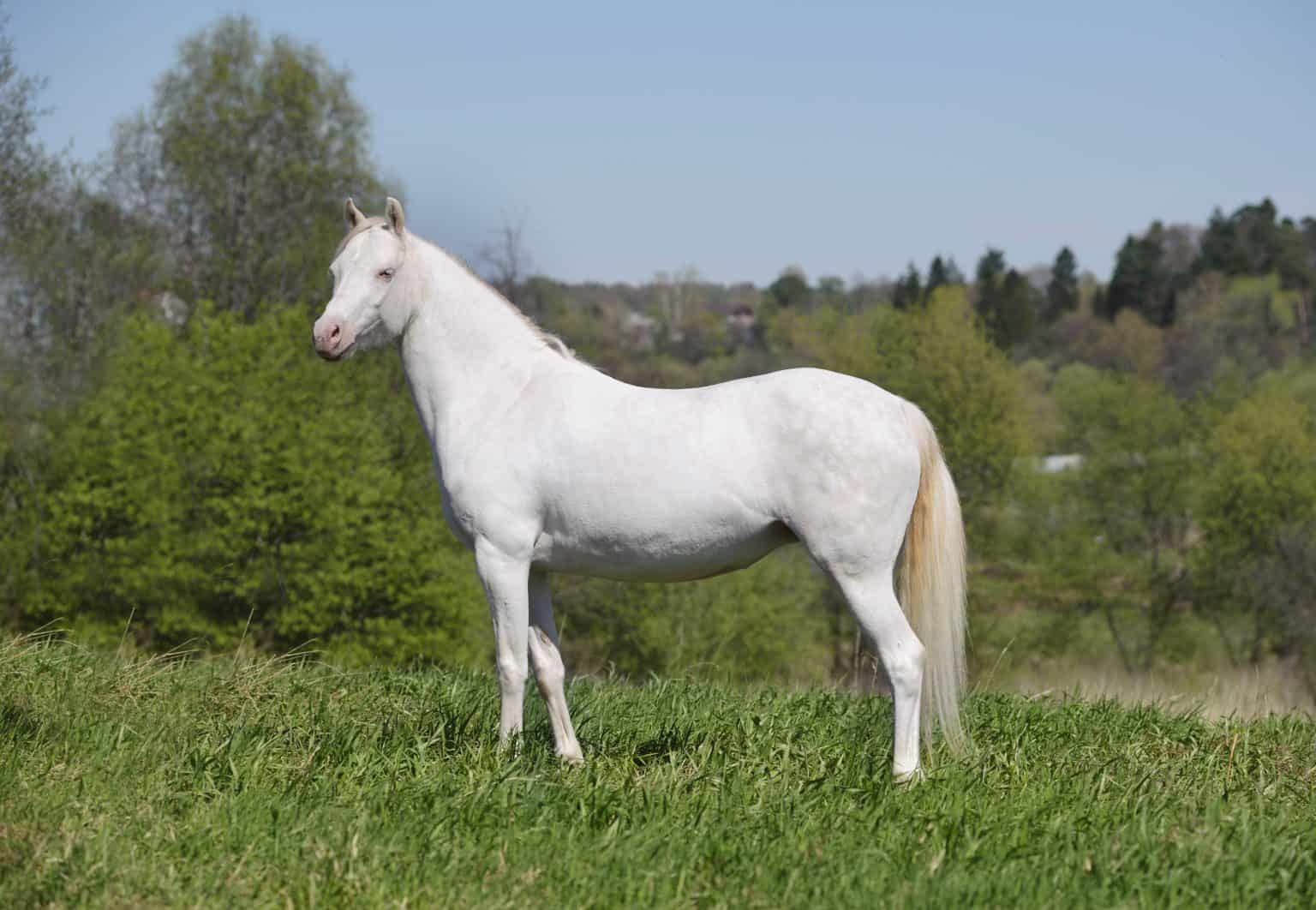 All About The Cremello Horse