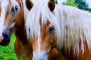 A Guide To Common Horse Markings