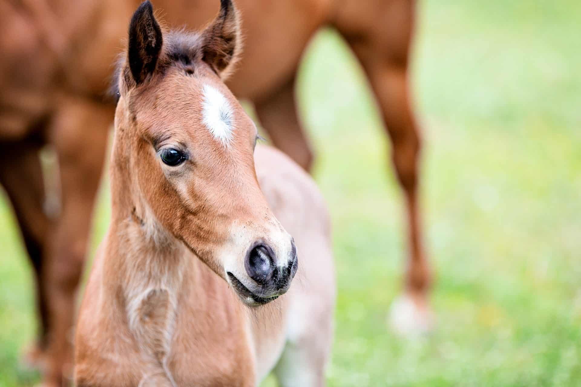 20 Adorable Pictures Of Foals You'll Love