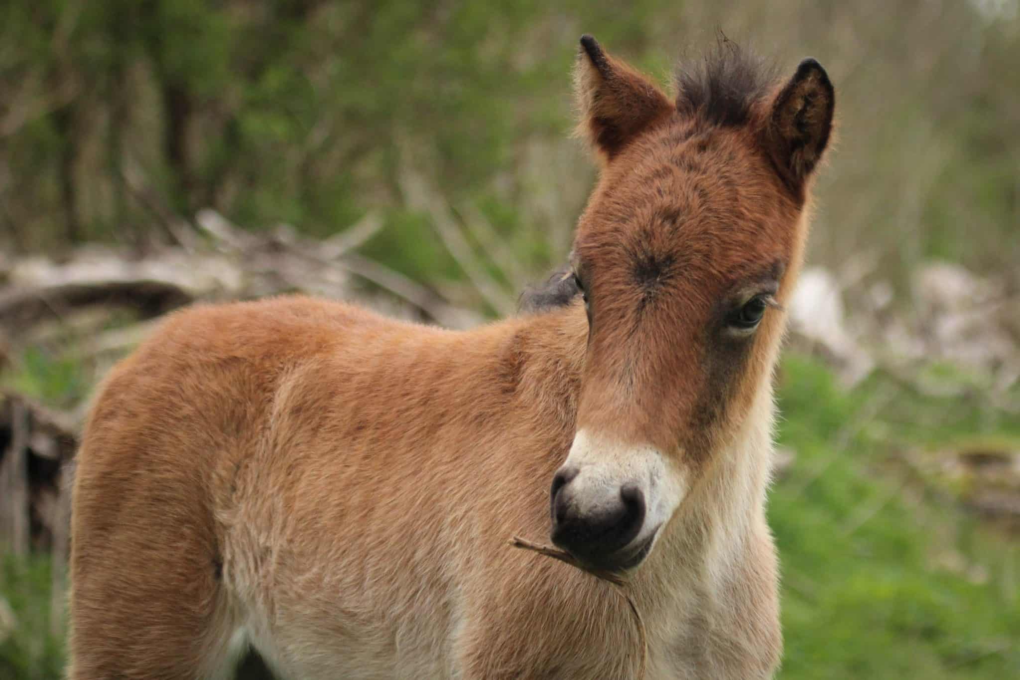 20 Adorable Pictures Of Foals You'll Love
